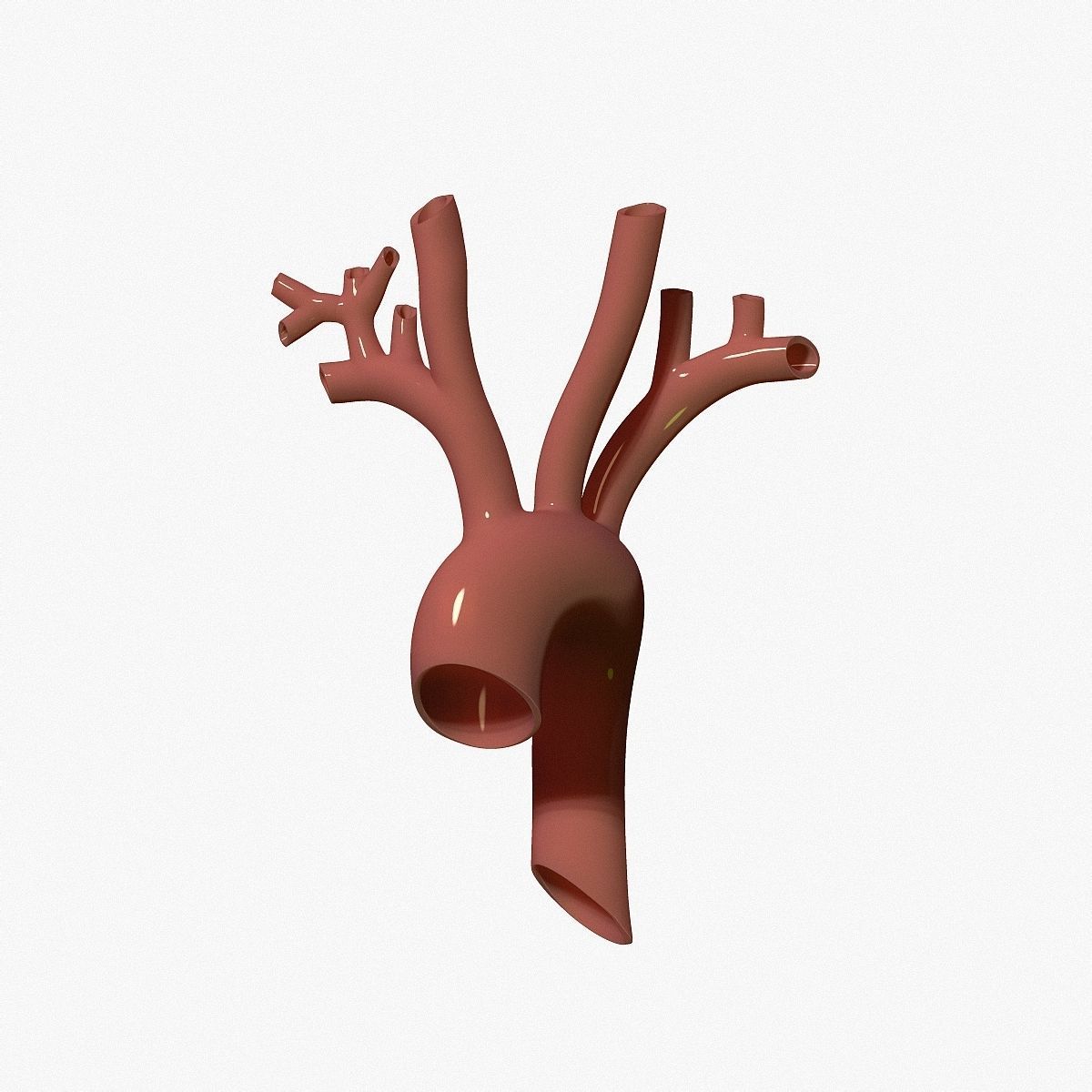 human aorta 3D model 3D printable | CGTrader