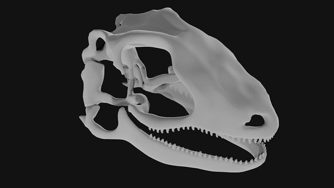Lizard skull 3D model | CGTrader