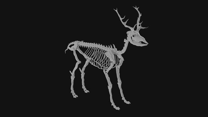 Elk skeleton 3D model | CGTrader