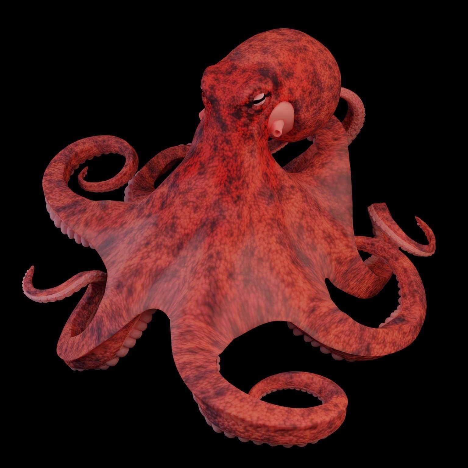 3D model Animated Octopus VR / AR / low-poly | CGTrader