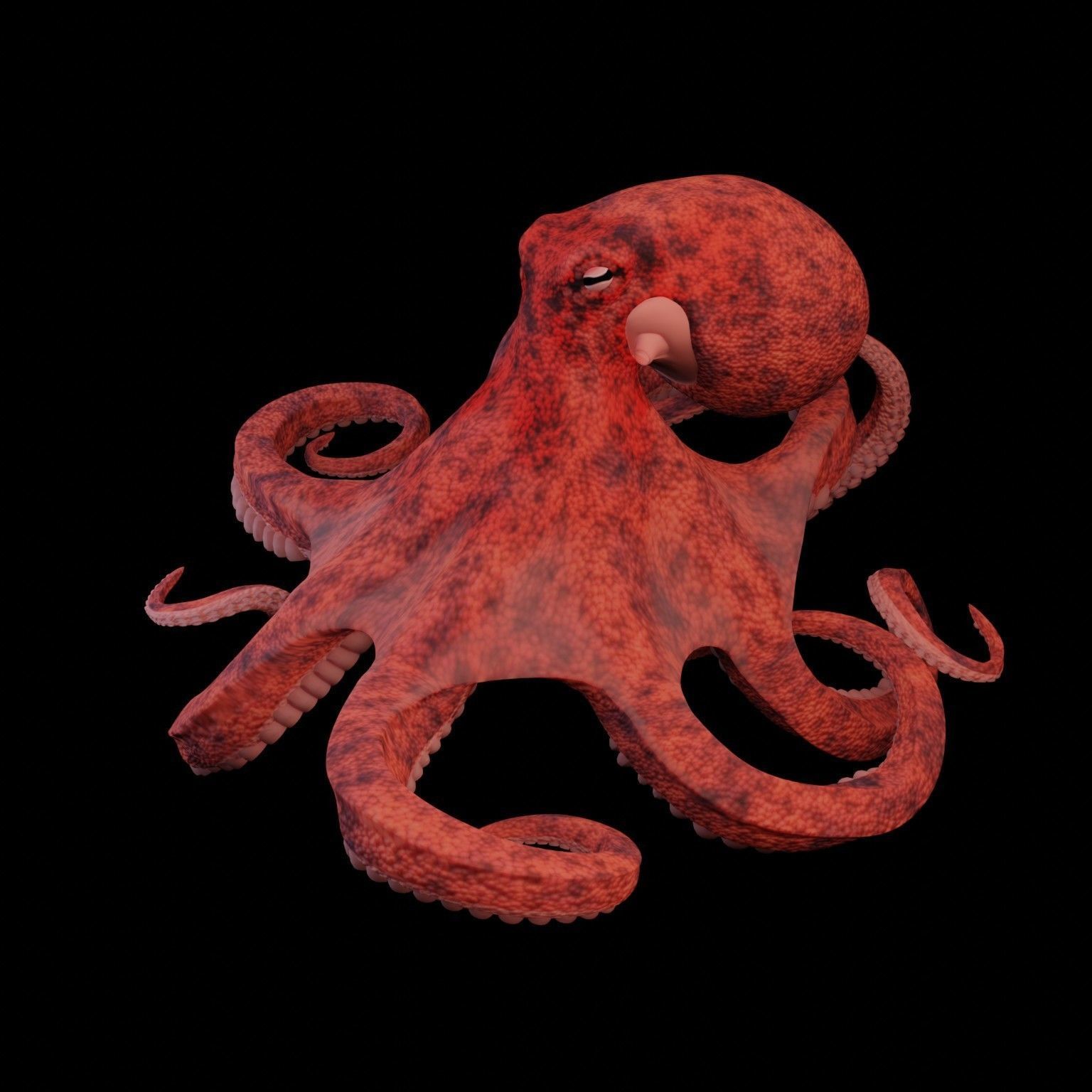 3D model Animated Octopus VR / AR / low-poly | CGTrader