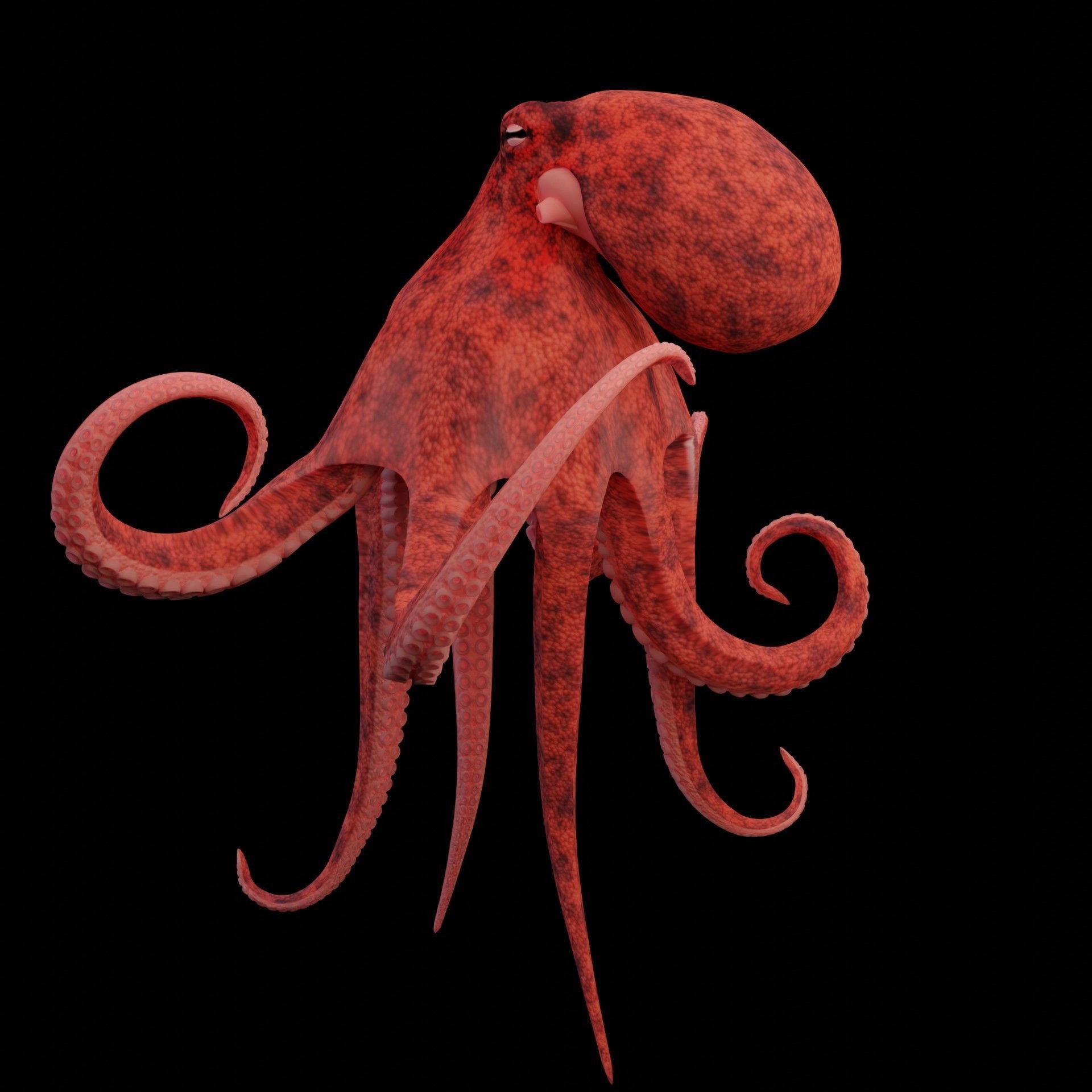 3D model Animated Octopus VR / AR / low-poly | CGTrader
