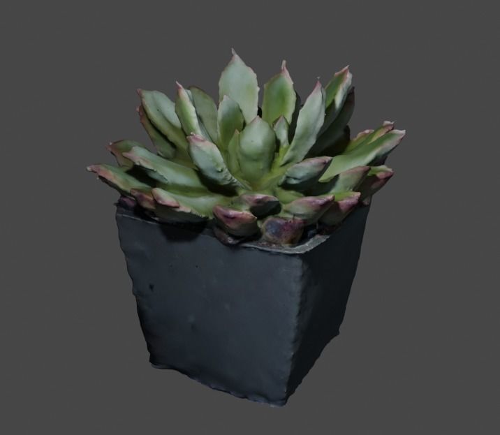3D model Succulent potted plant Hpoly and Lpoly VR / AR / low-poly ...