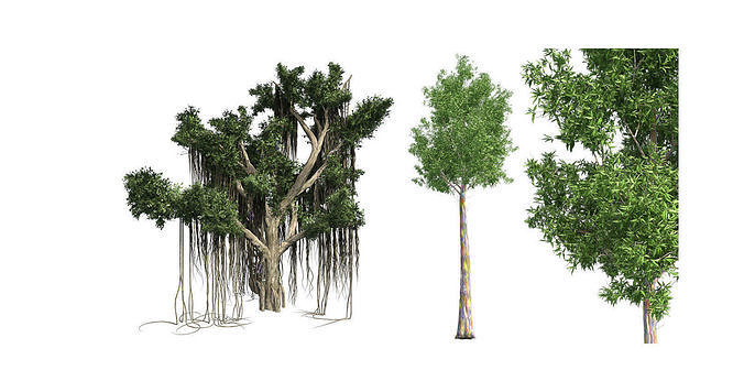 Rainbow Gum - Chinese Banyan Tree Bundle 3D Model Collection VR / AR ...