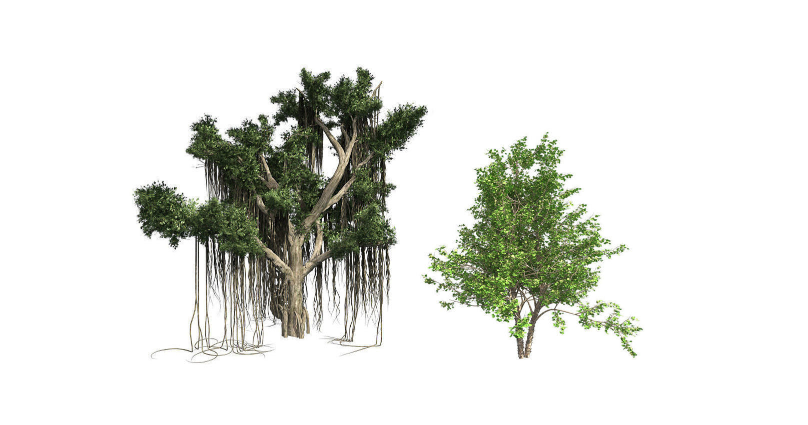 River Birch - Chinese Banyan Tree Bundle 3D Model Collection | CGTrader