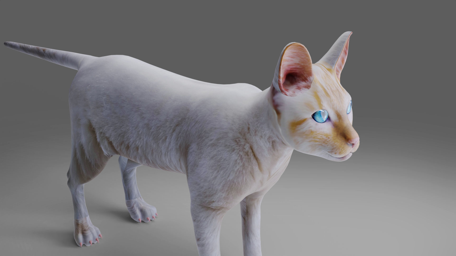3D model Cat White NO Rigged in Blender VR / AR / low-poly | CGTrader