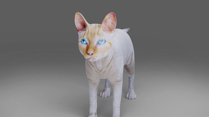 3D model Cat White NO Rigged in Blender VR / AR / low-poly | CGTrader