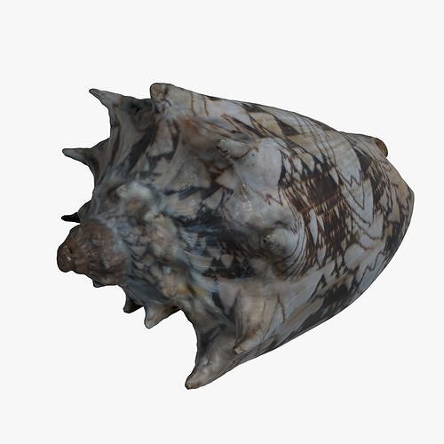 3D model Seashell conch shell VR / AR / low-poly | CGTrader