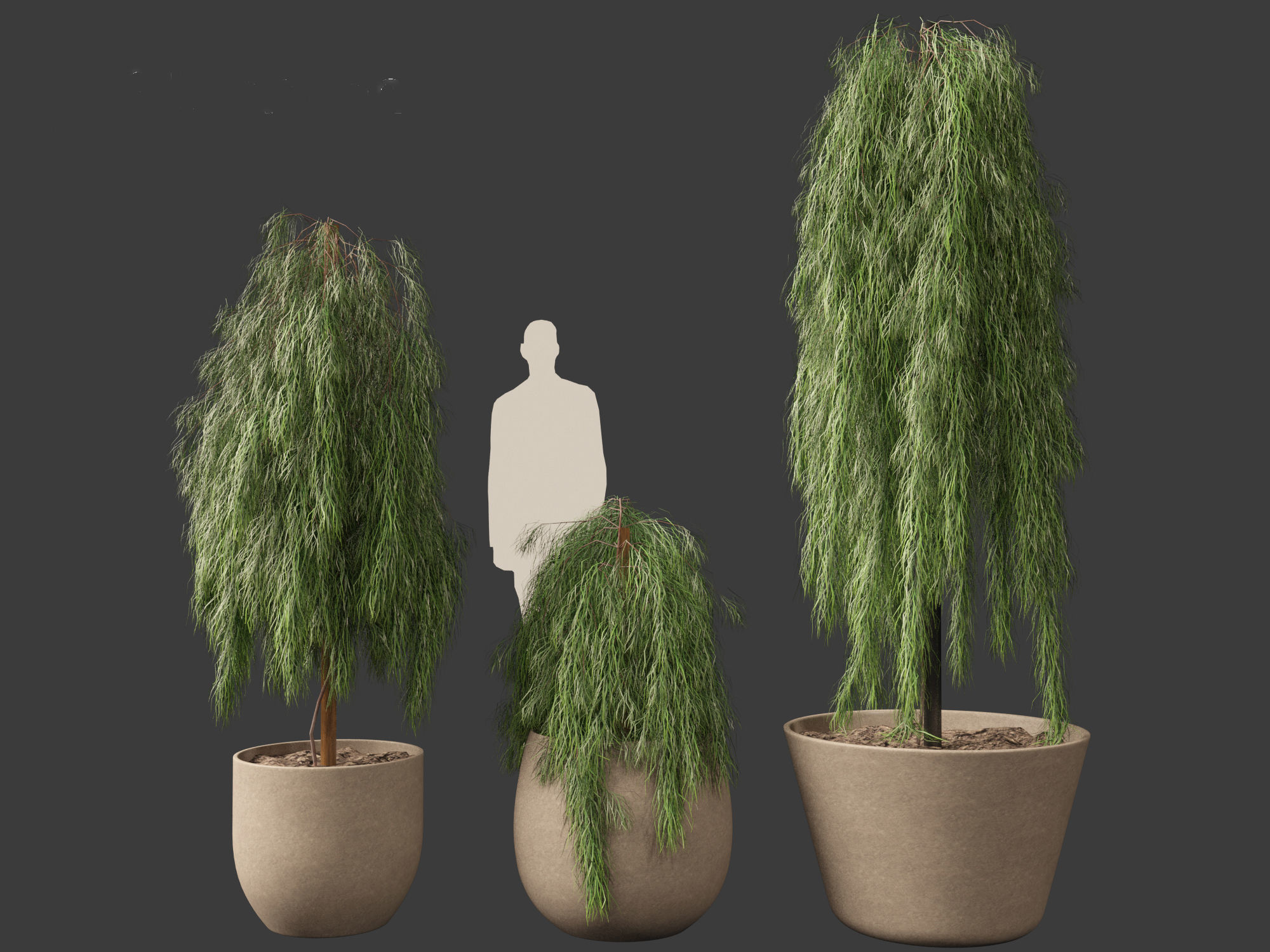 Acacia cognata Waterfall - River Wattle 01 3D model | CGTrader