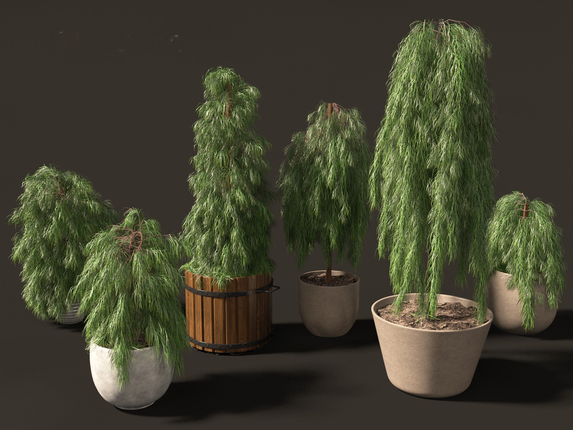 Acacia cognata Waterfall - River Wattle 01 3D model | CGTrader