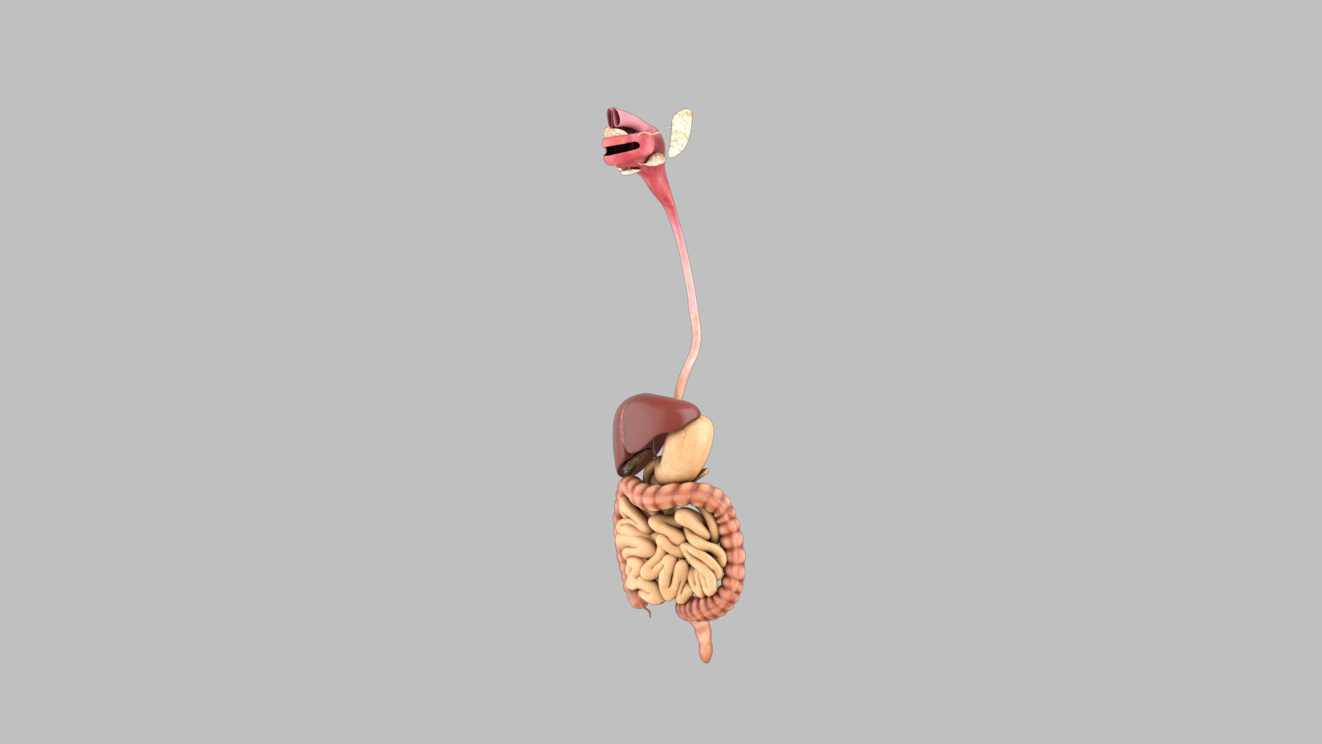 DigestiveSystem human digestive system 3D model | CGTrader