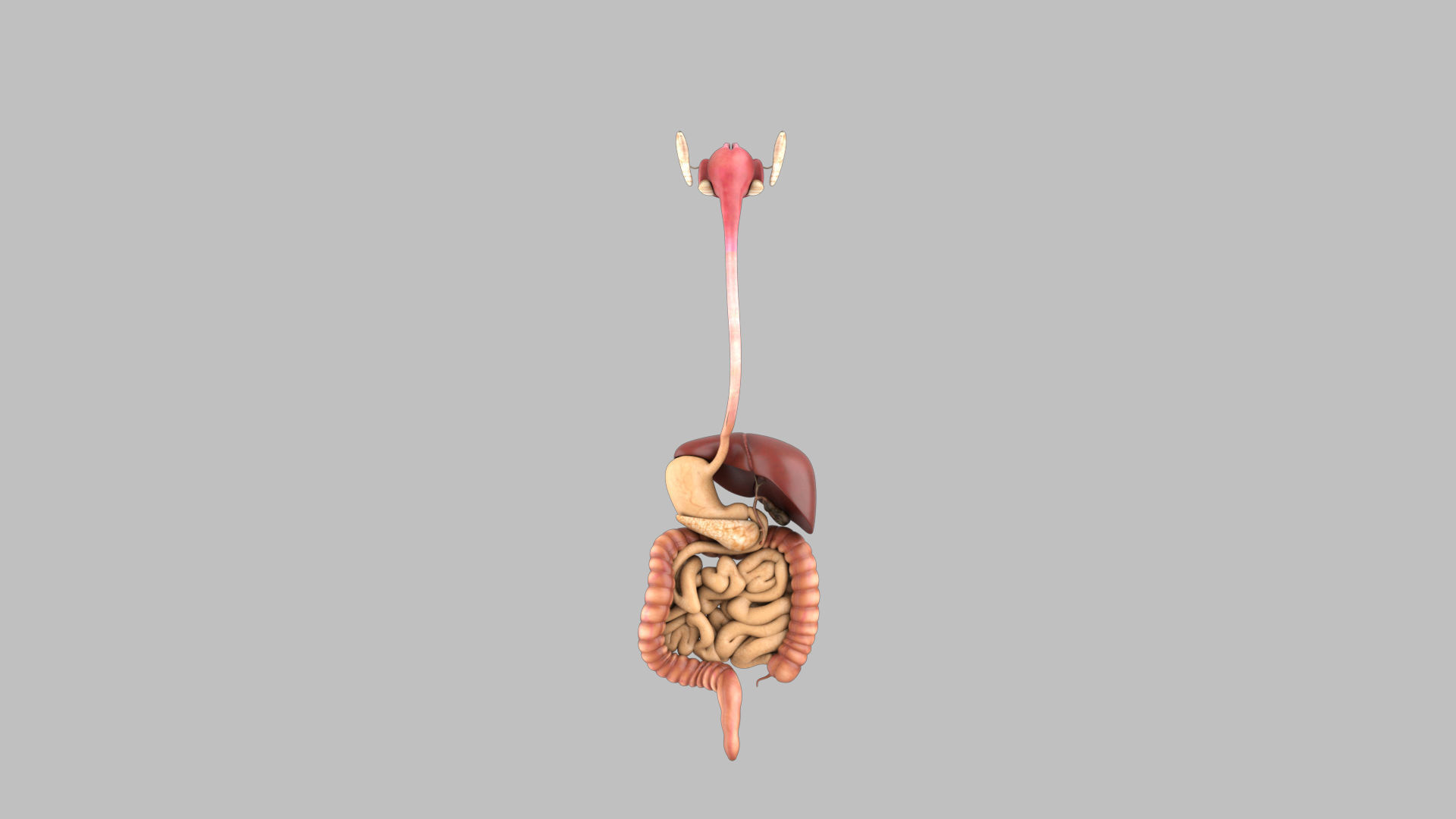 DigestiveSystem human digestive system 3D model | CGTrader