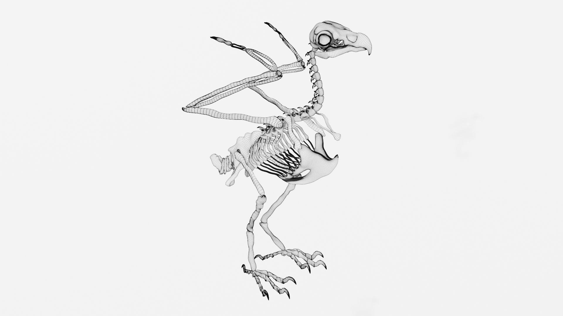 Eagle skeleton 3D model | CGTrader