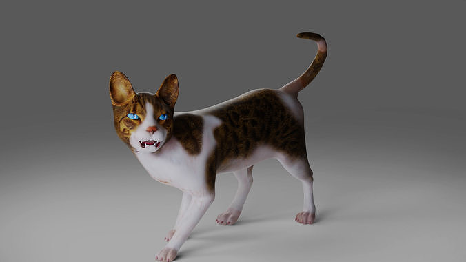 3D model Calico Cat rigged and animated V3 VR / AR / low-poly | CGTrader