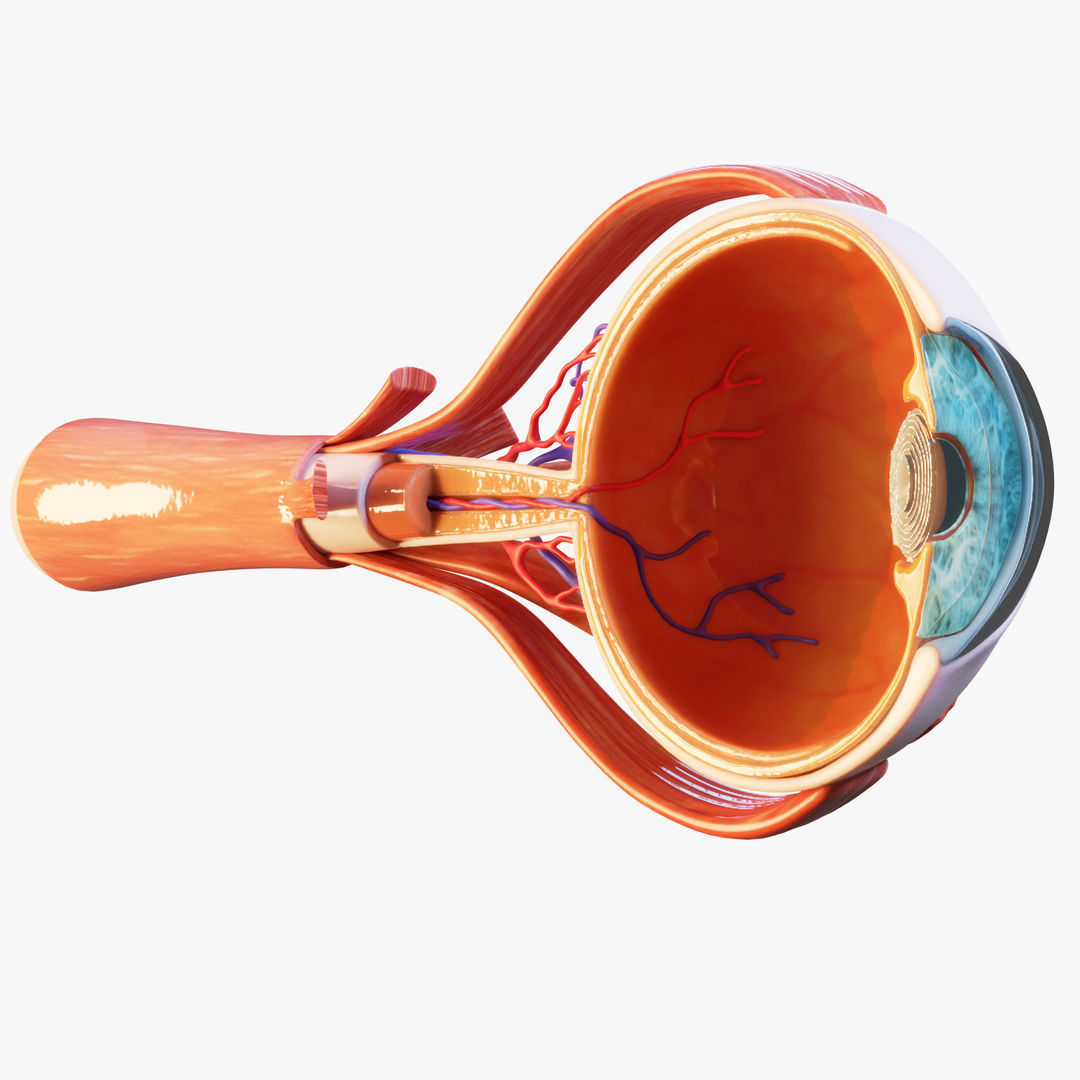 Cross Section Eye Anatomy 3D model | CGTrader