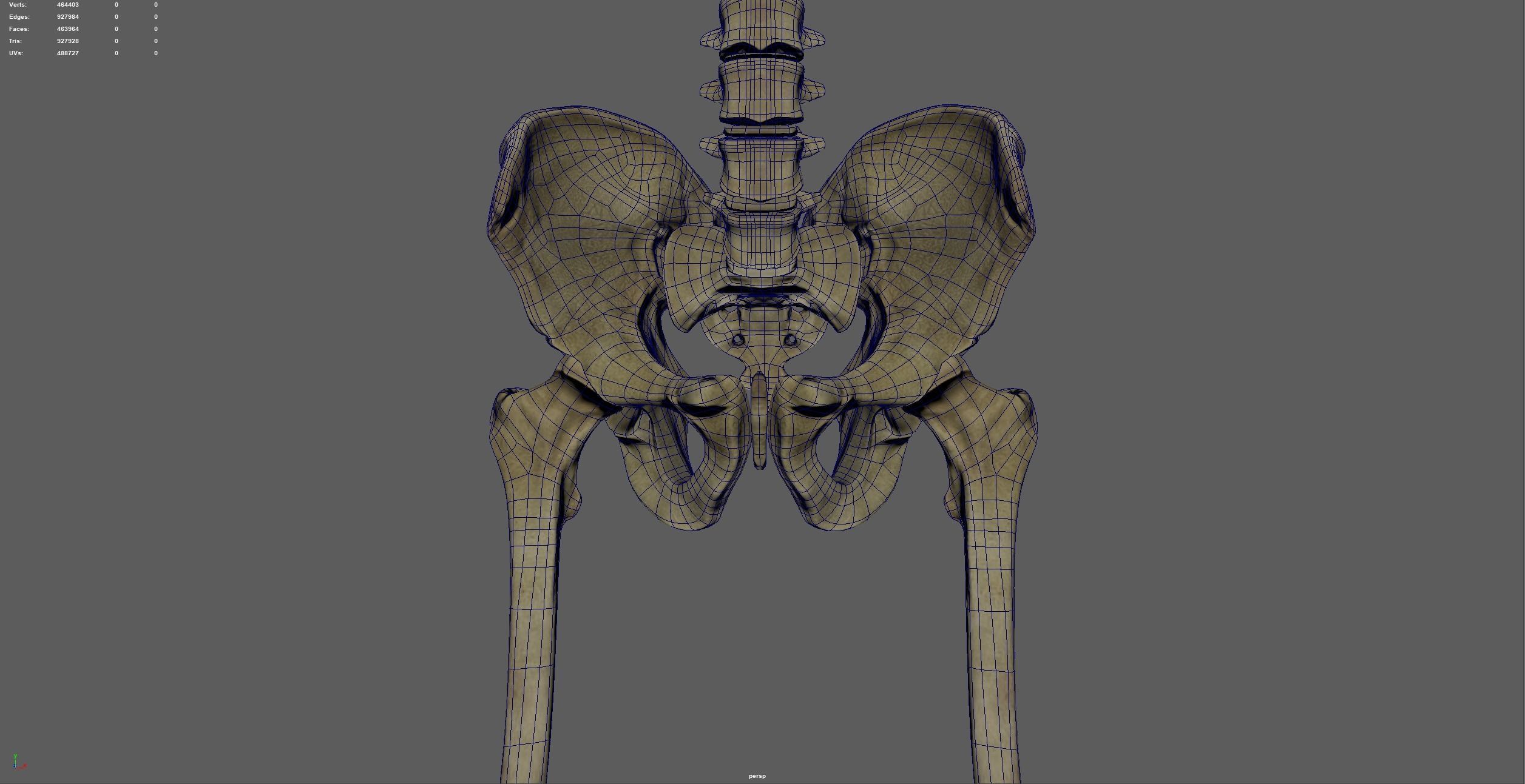 skeletal system 3D model | CGTrader