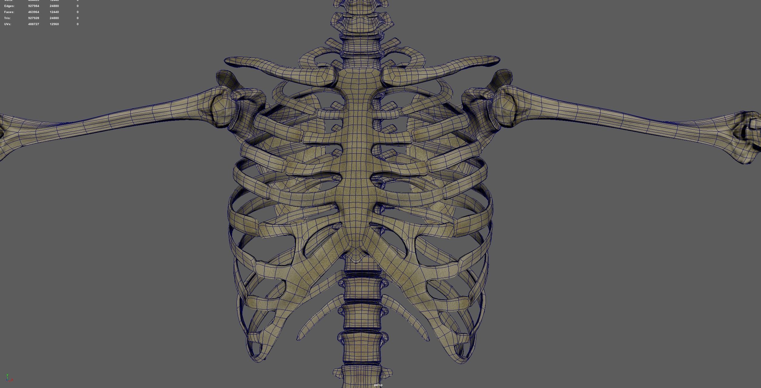 skeletal system 3D model | CGTrader