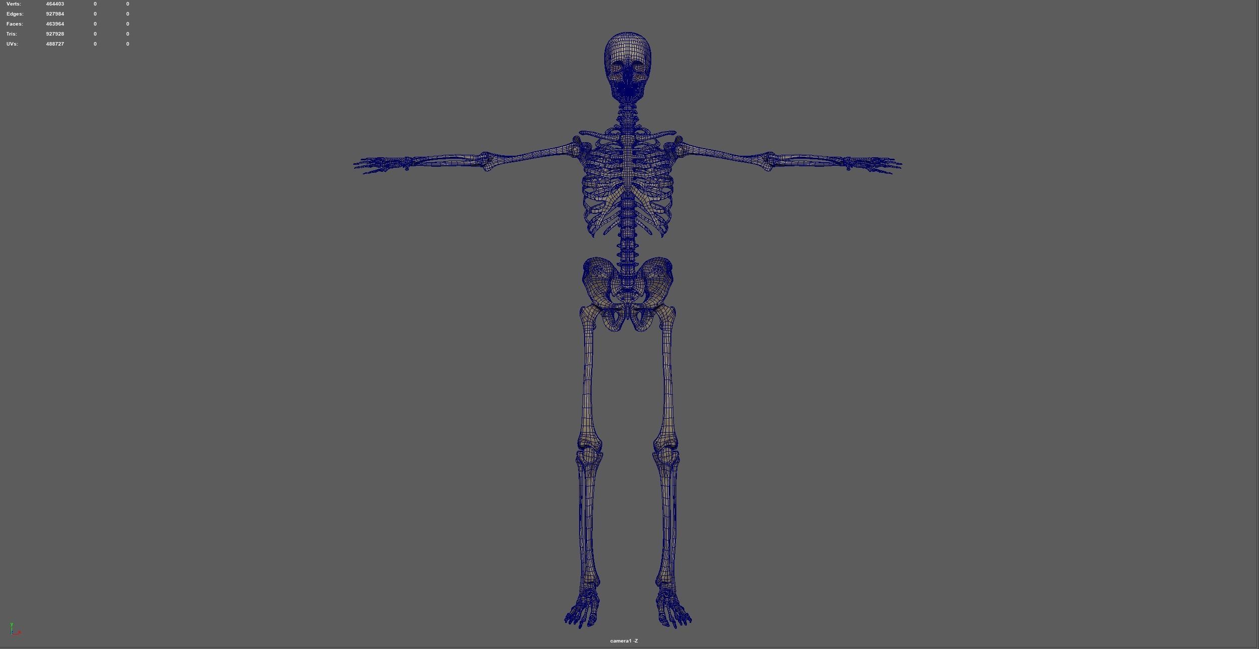 skeletal system 3D model | CGTrader