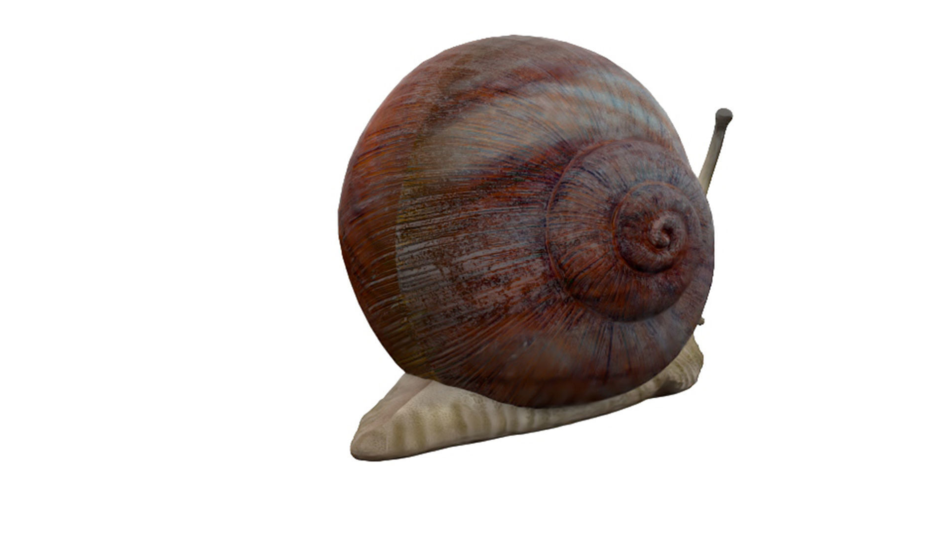 3D model Snail VR / AR / low-poly | CGTrader