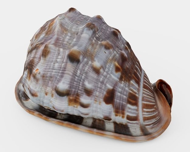 3D model Red Helmet Shell Of A Ocean Snail VR / AR / low-poly | CGTrader