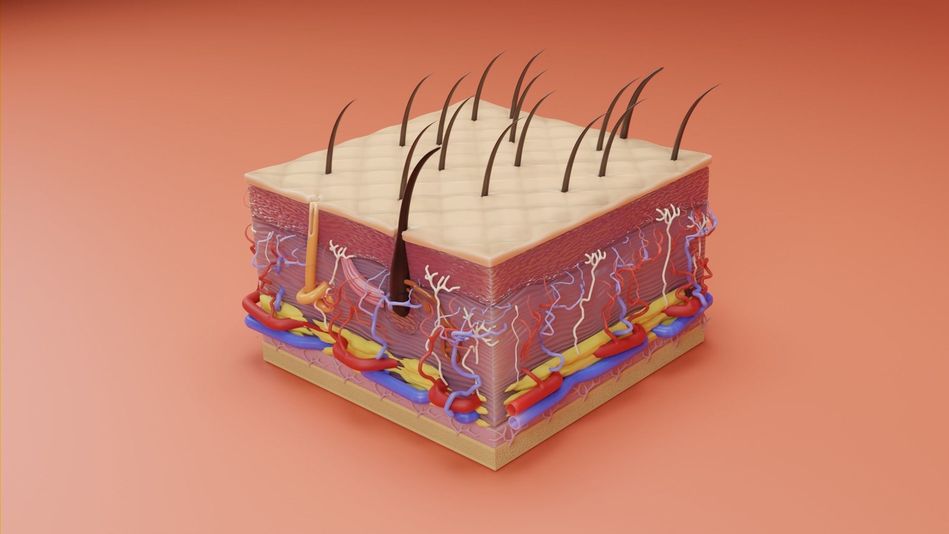 skin model human layer 3D model | CGTrader