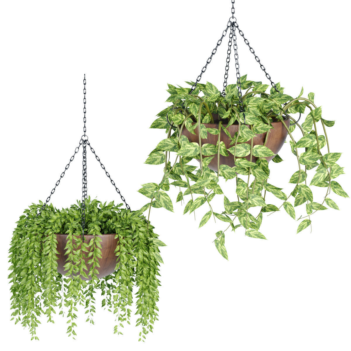 Hanging plants indoor collection 3D Models | CGTrader