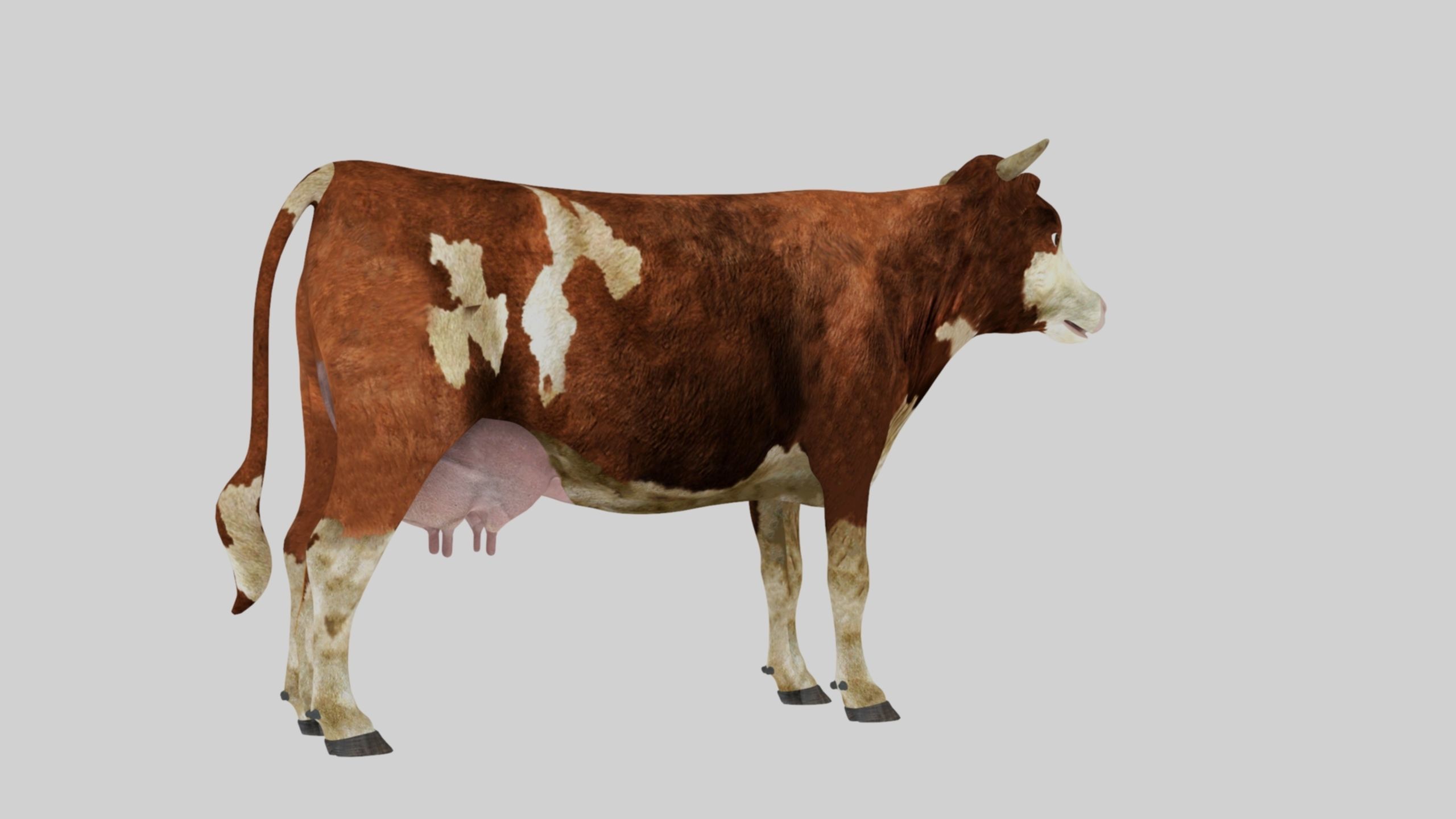 Low Poly Cow Collection - 3 Cow Models - 4K - Unwrapped VR / AR / low ...