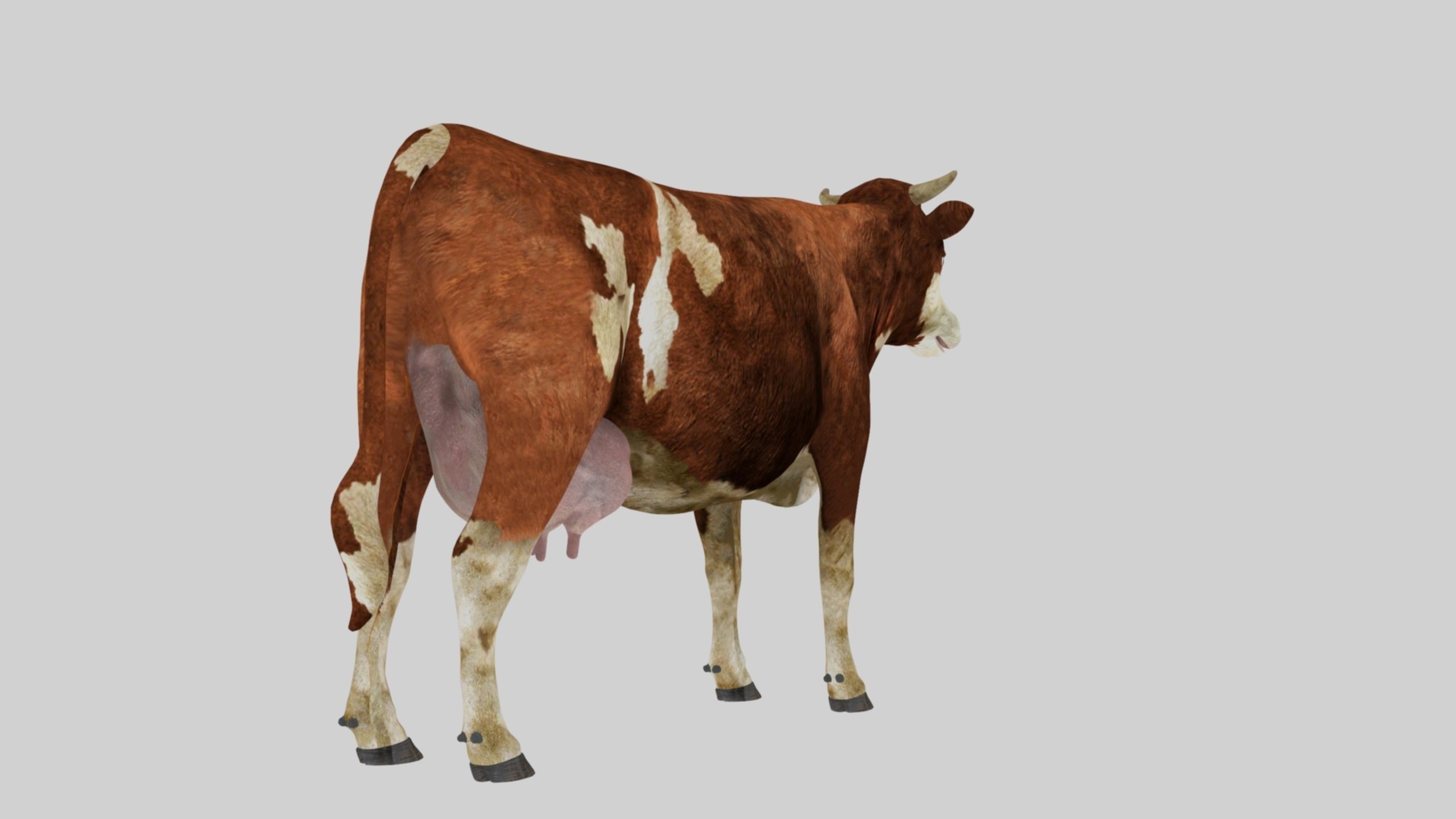 Low Poly Cow Collection - 3 Cow Models - 4K - Unwrapped | CGTrader