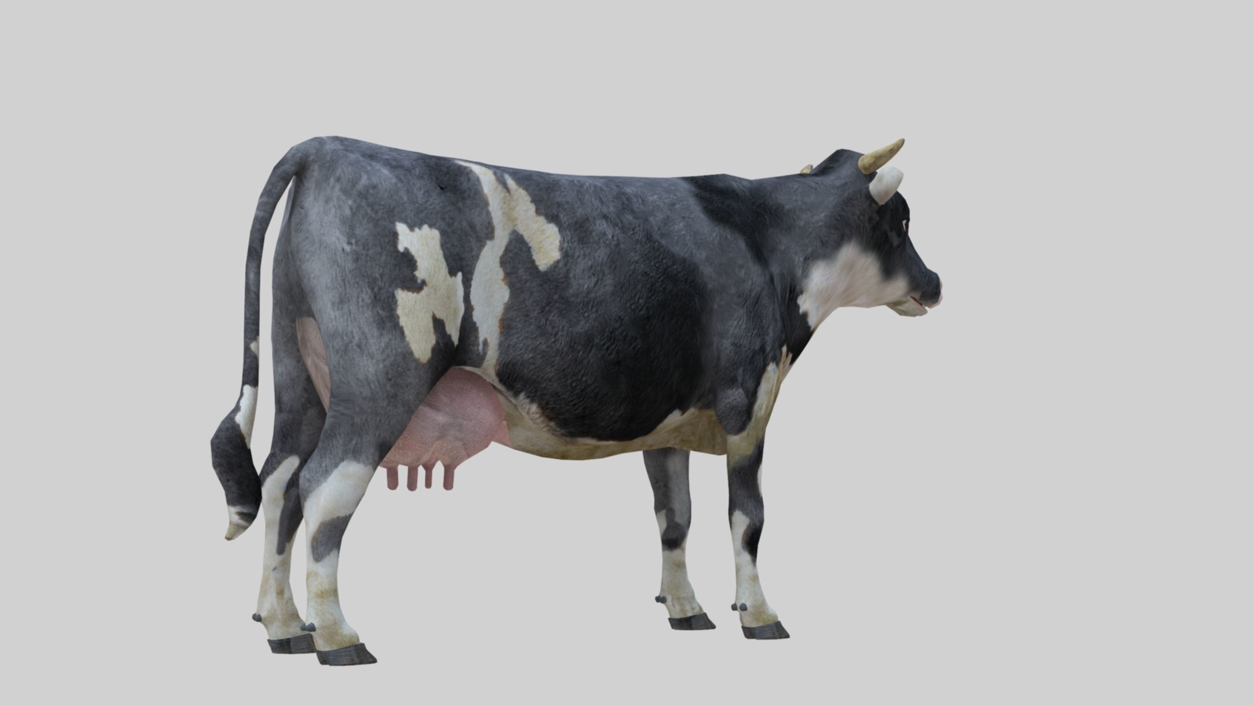 Low Poly Cow Collection - 3 Cow Models - 4K - Unwrapped | CGTrader