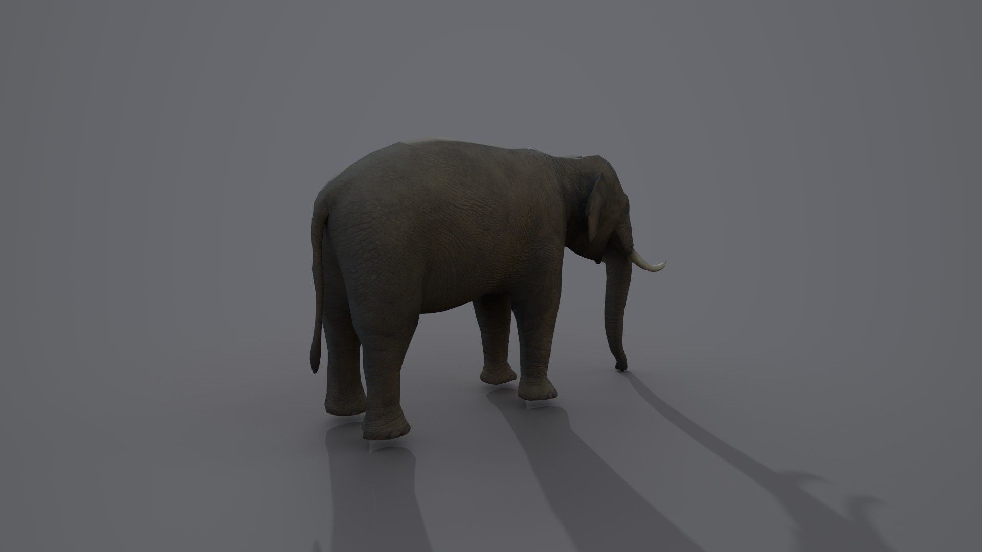 African Elephant 3D model | CGTrader
