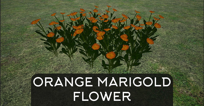 3D model Marigold Orange Flowers VR / AR / low-poly | CGTrader