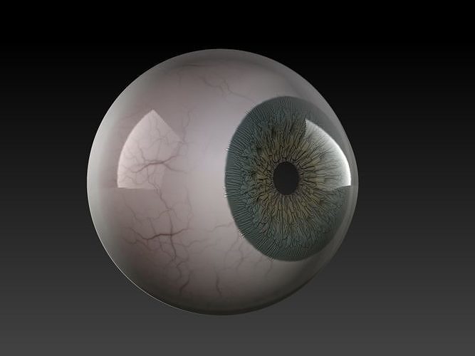 Eye Made by zbrush free 3D model | CGTrader