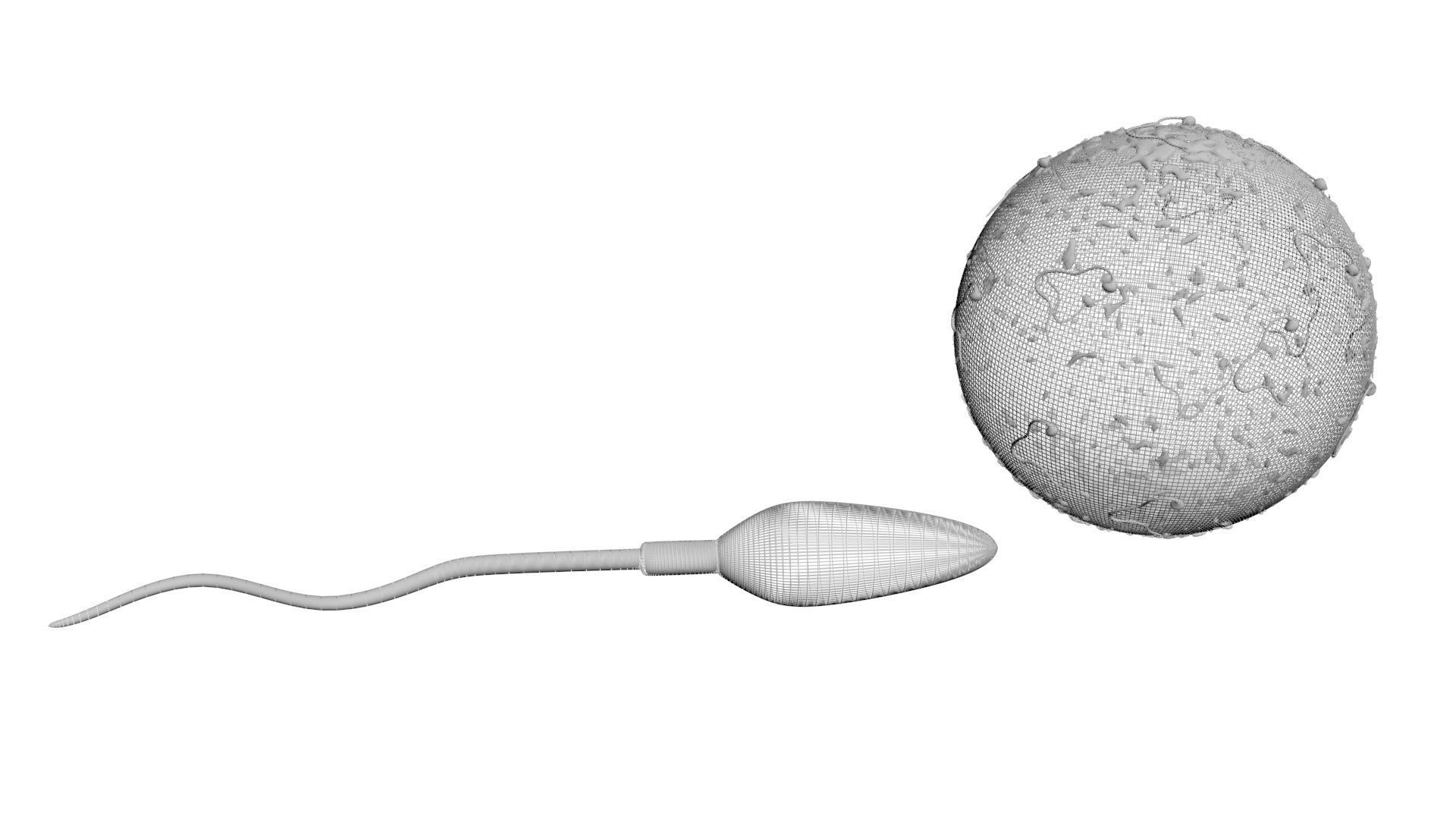 Human Egg With Sperm Cell 3D model | CGTrader
