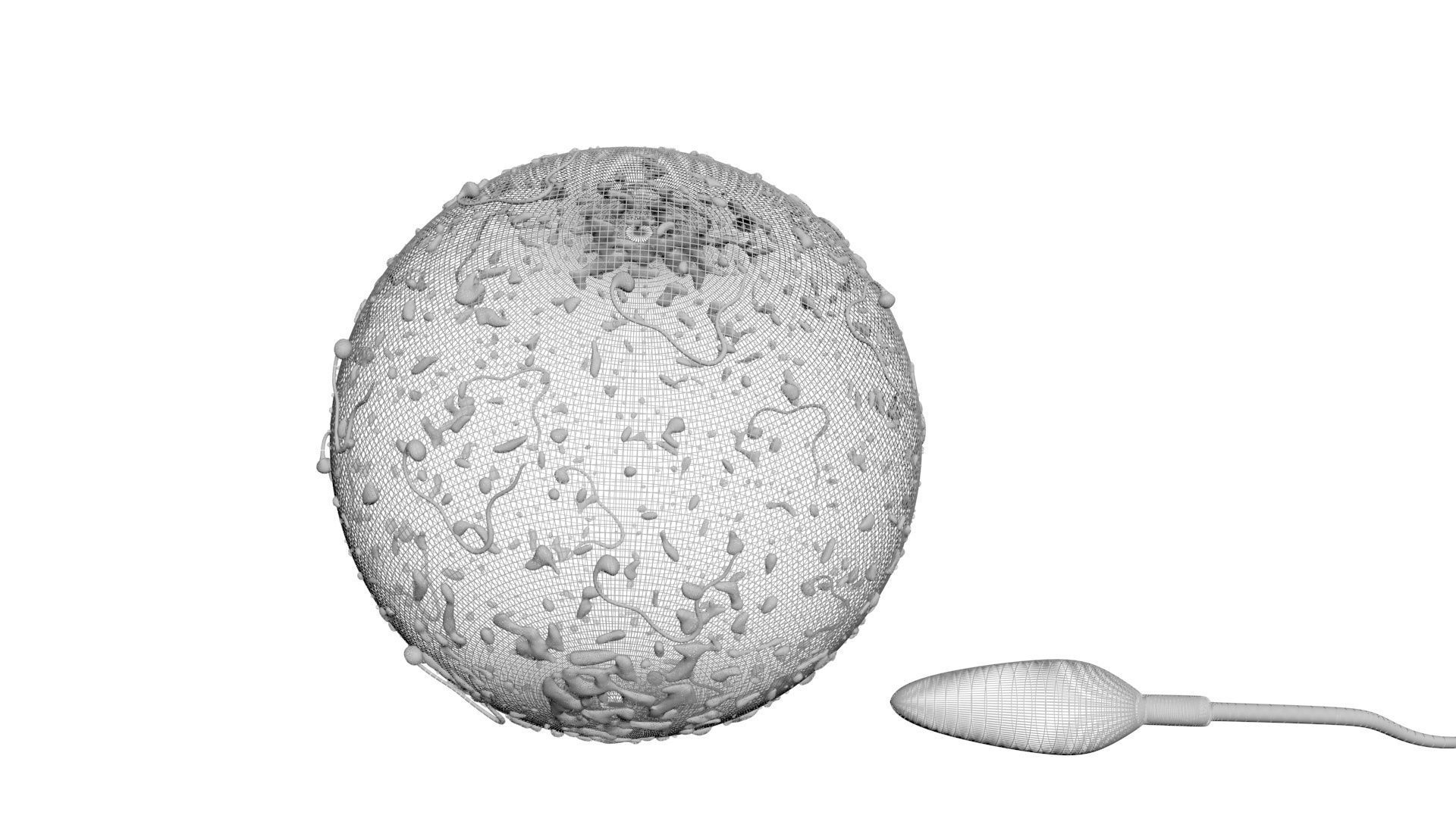 Human Egg With Sperm Cell 3D model | CGTrader