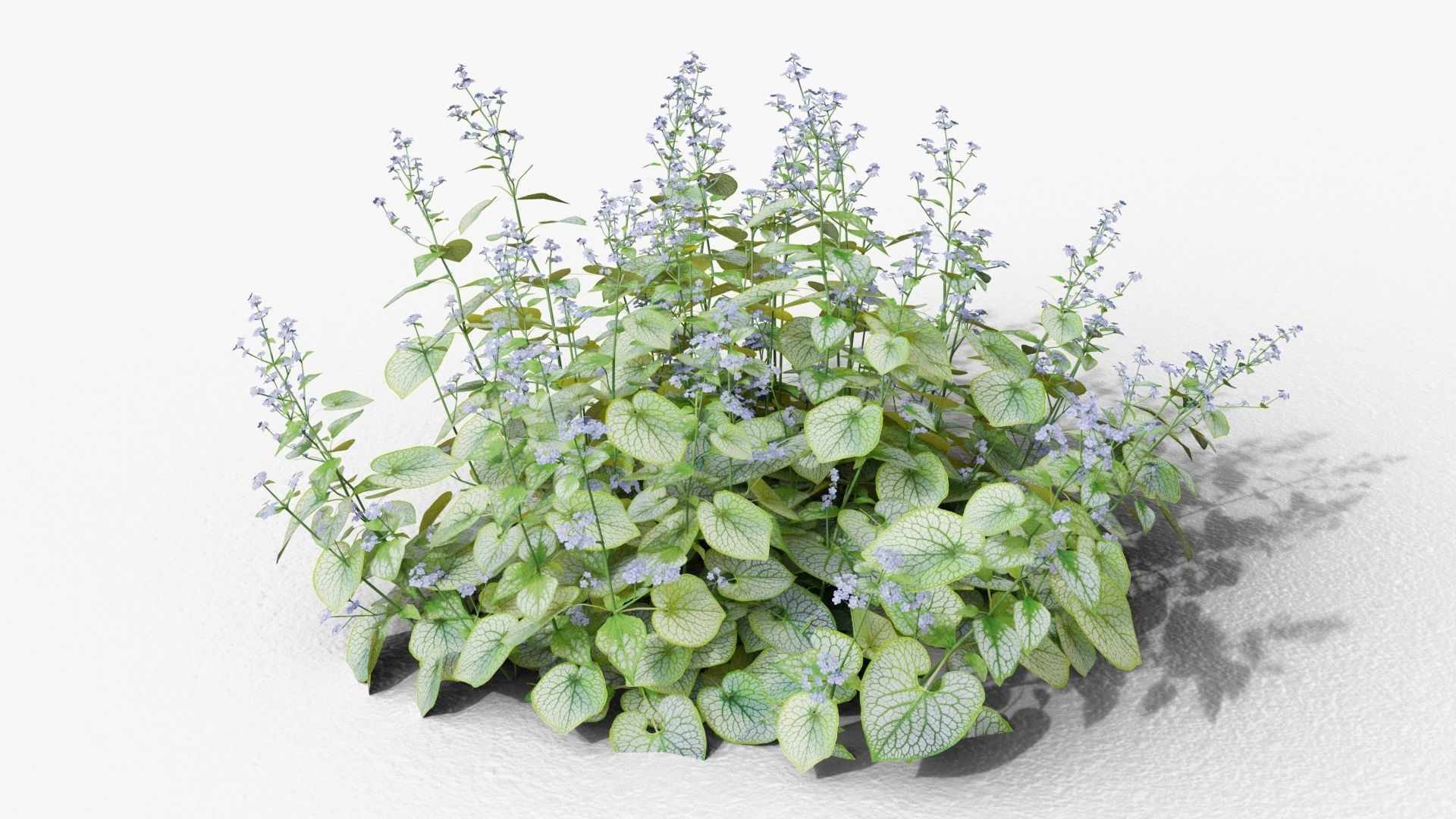 Brunnera macrophylla Jack Frost 3D model | CGTrader