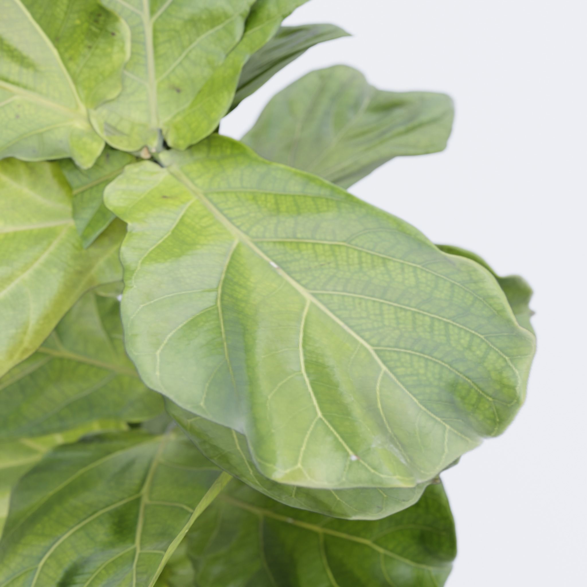 3D model Fiddle Leaf Fig - Ficus lyrata VR / AR / low-poly | CGTrader