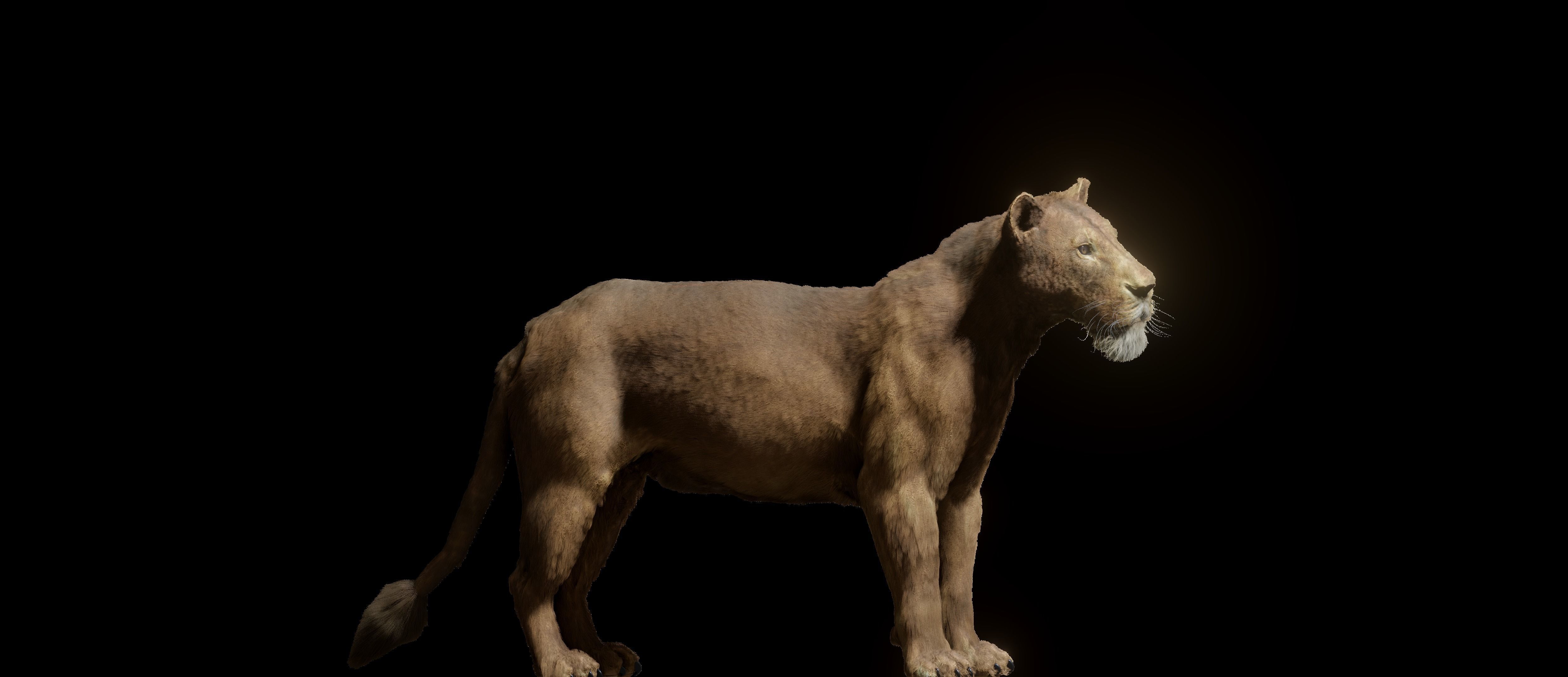 Young Lion 3d Blender model 3D model | CGTrader