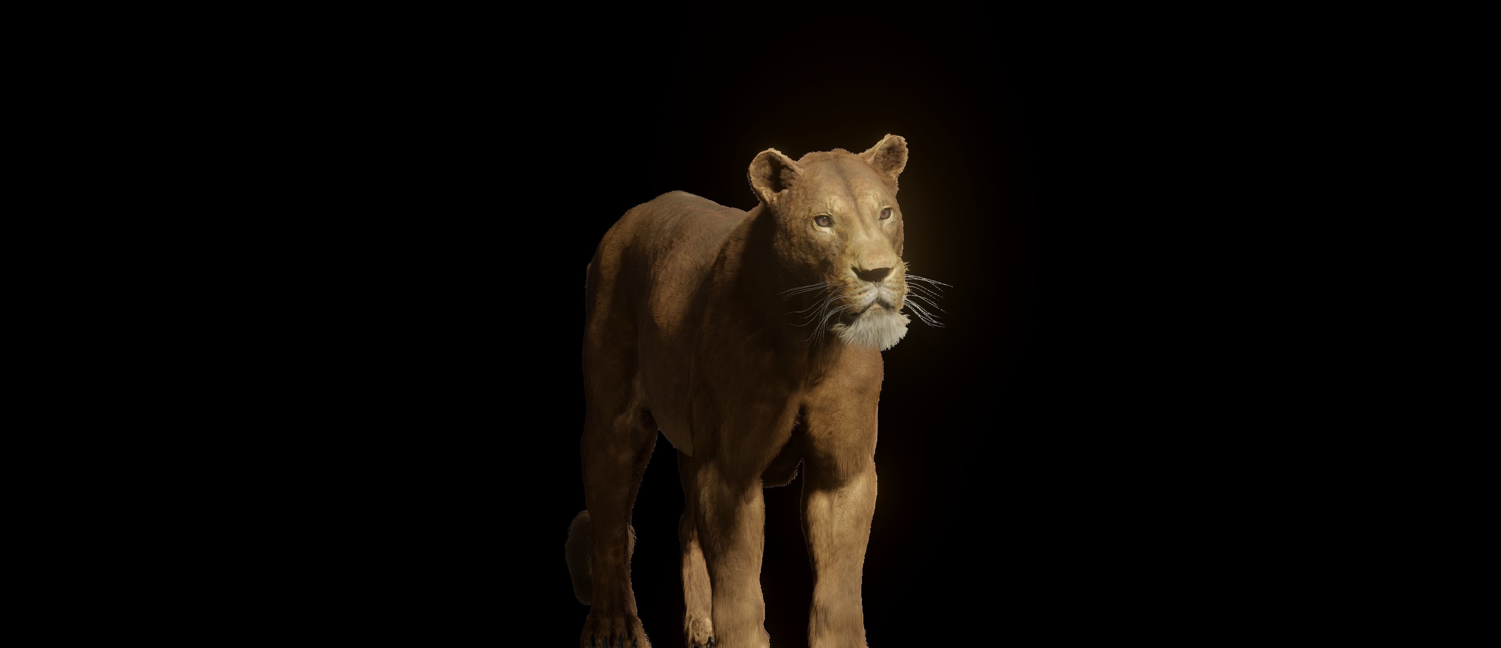 Young Lion 3d Blender model 3D model | CGTrader