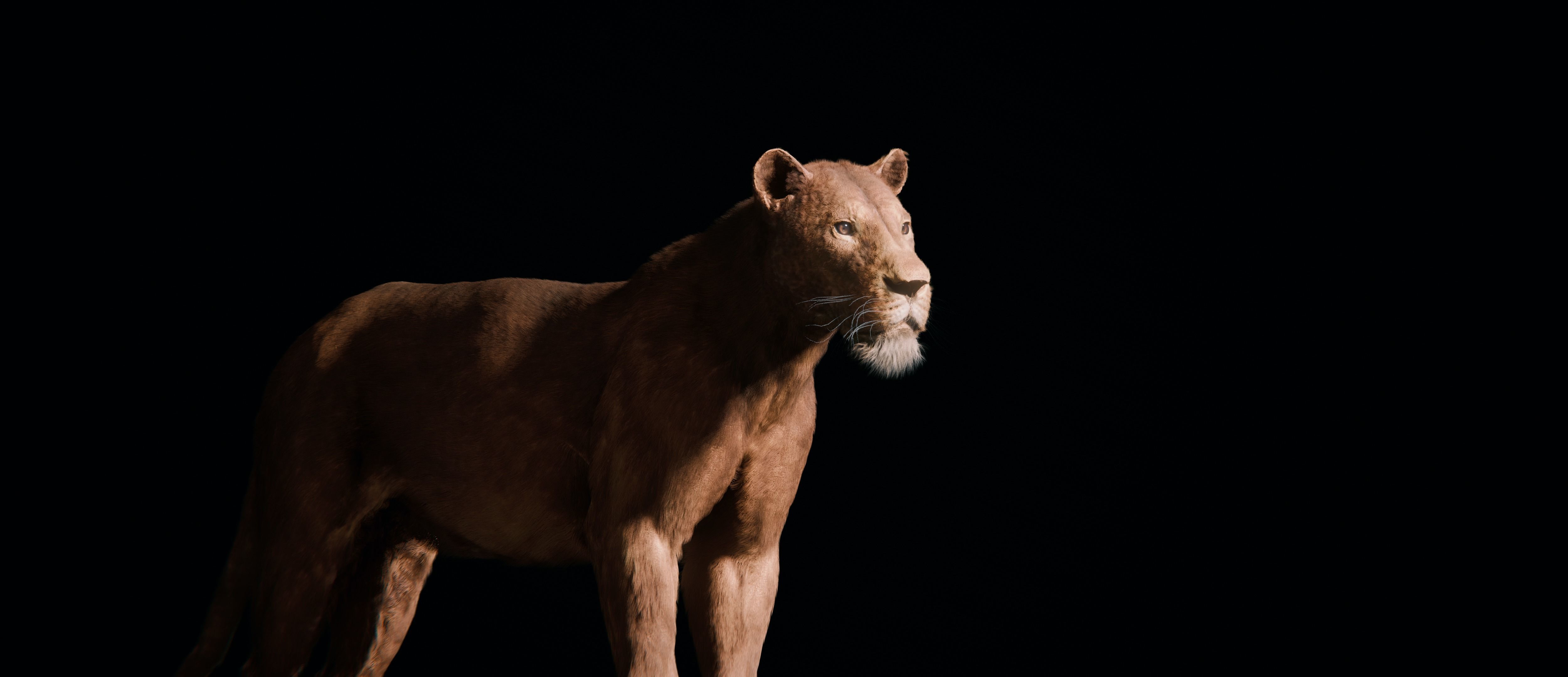 Young Lion 3d Blender model 3D model | CGTrader