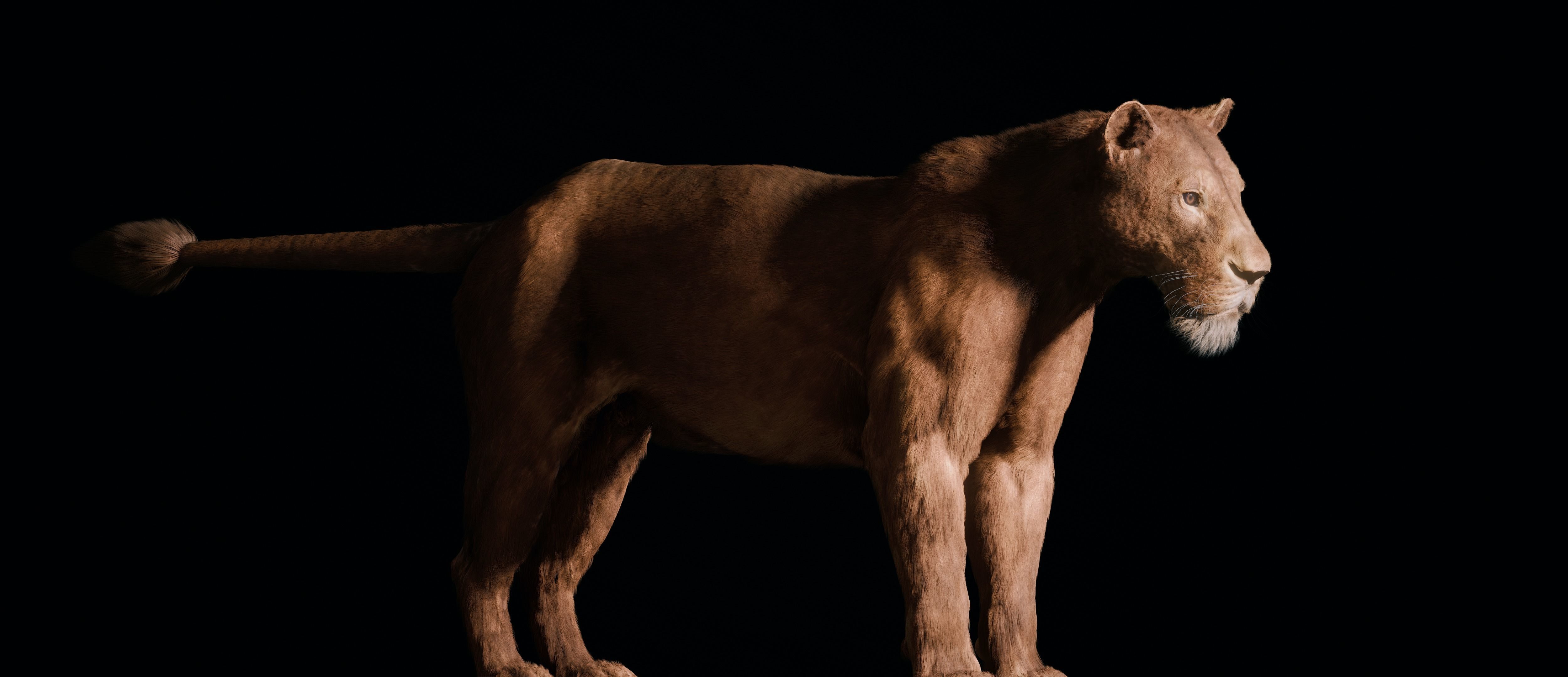 Young Lion 3d Blender model 3D model | CGTrader