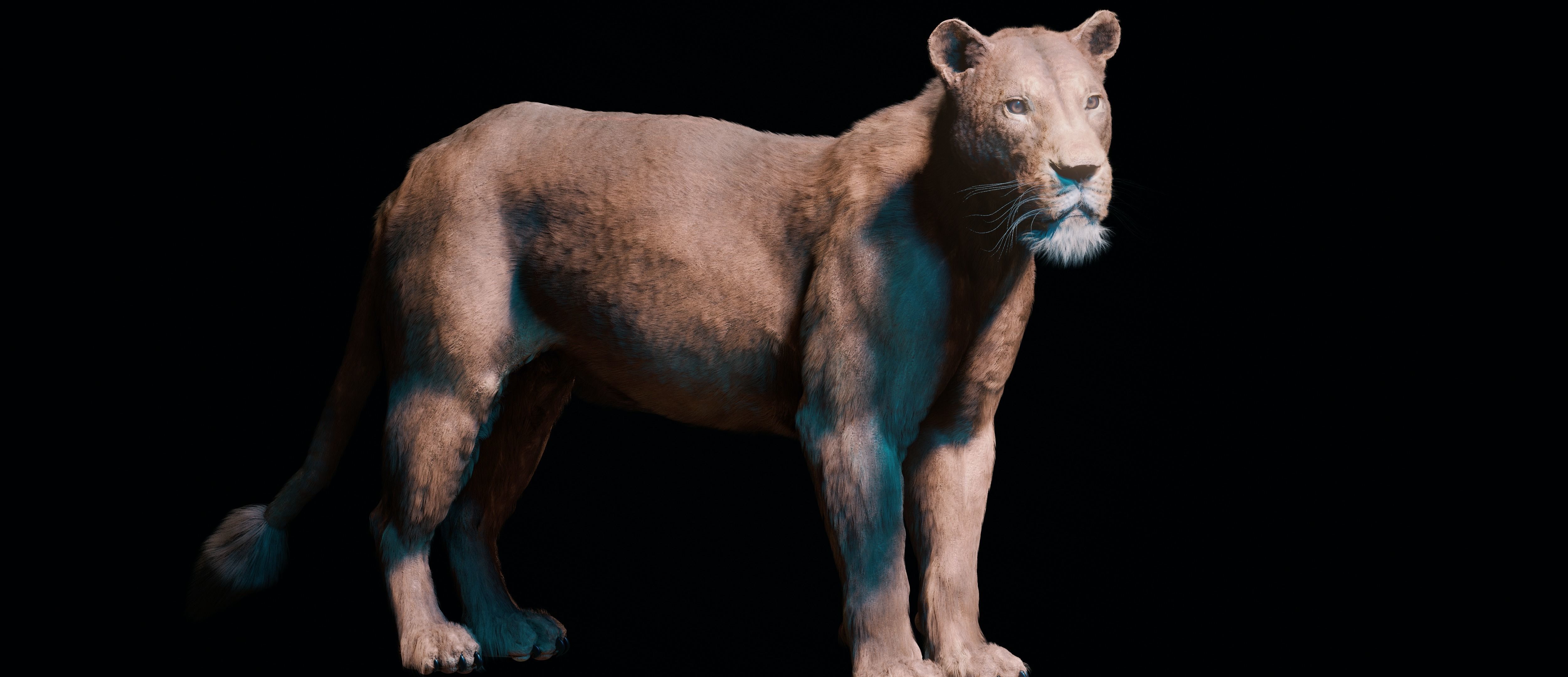 Young Lion 3d Blender model 3D model | CGTrader