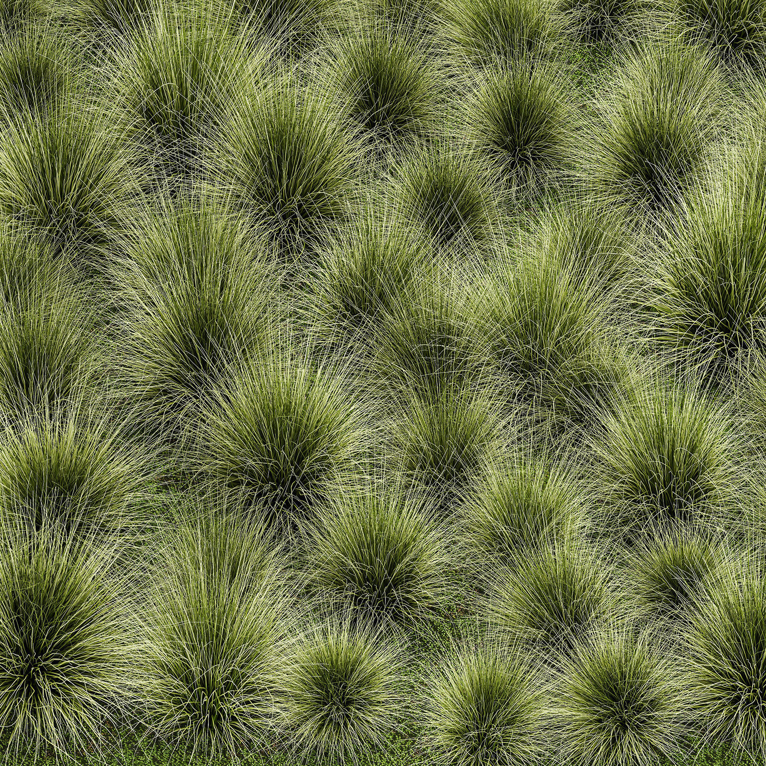 decorative bushes feather grass grass for landscape design 1150 3D ...