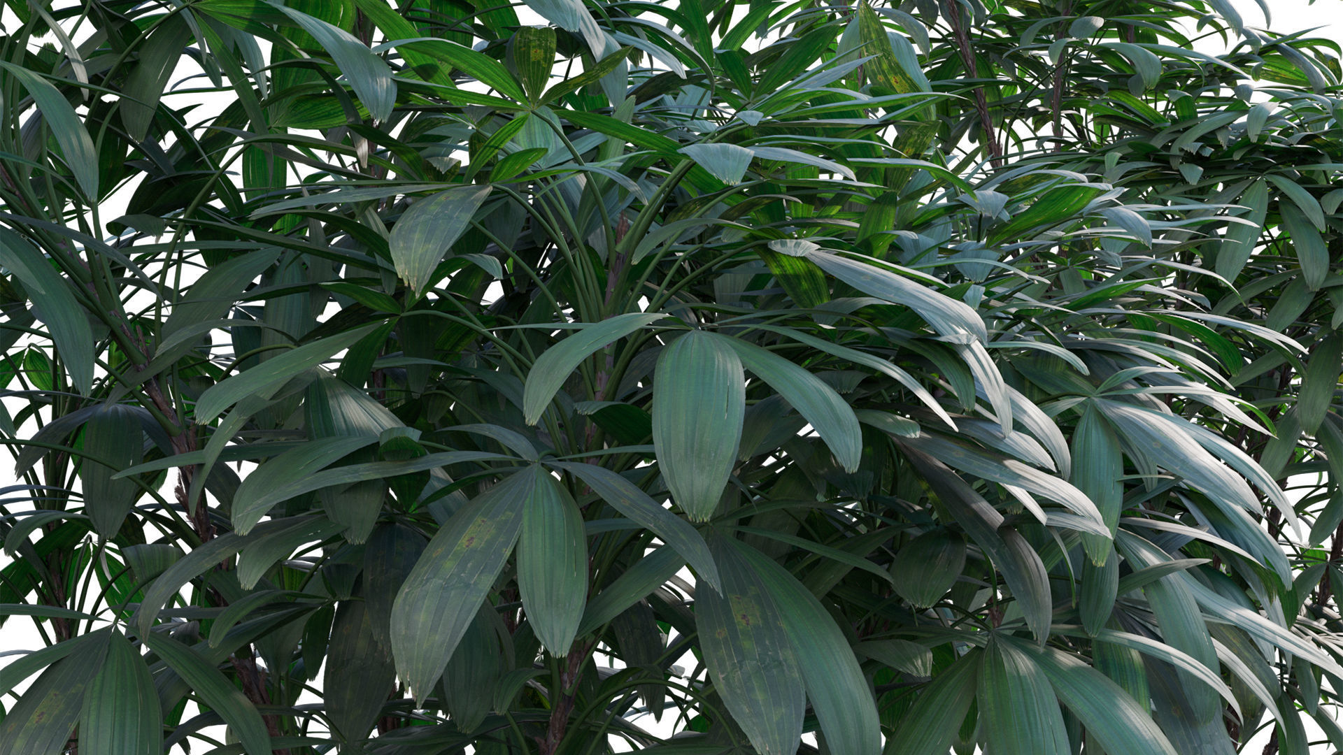 Chuniophoenix humilis - Rhapis humilis - Bamboo Palm 3D model | CGTrader