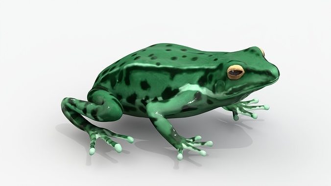 3D model Low poly frog VR / AR / low-poly | CGTrader