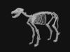 Jackal skeleton 3D model | CGTrader