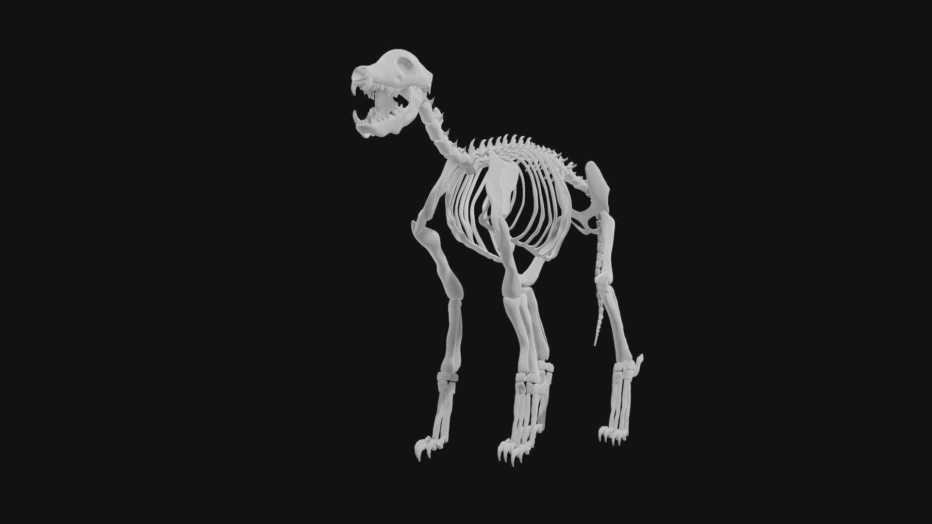 Jackal skeleton 3D model | CGTrader