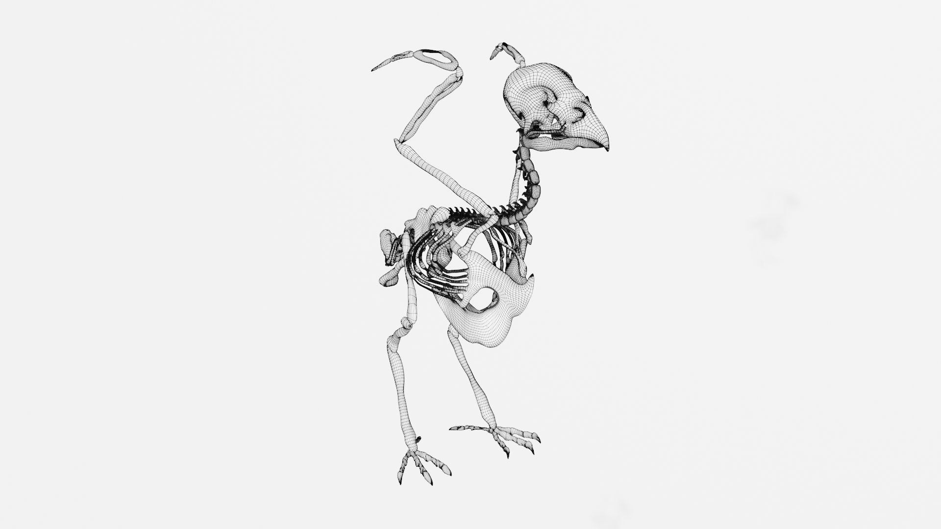 Sparrow skeleton 3D model | CGTrader