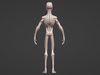 Stylized Thin Man Anatomy Blockout 3D model | CGTrader