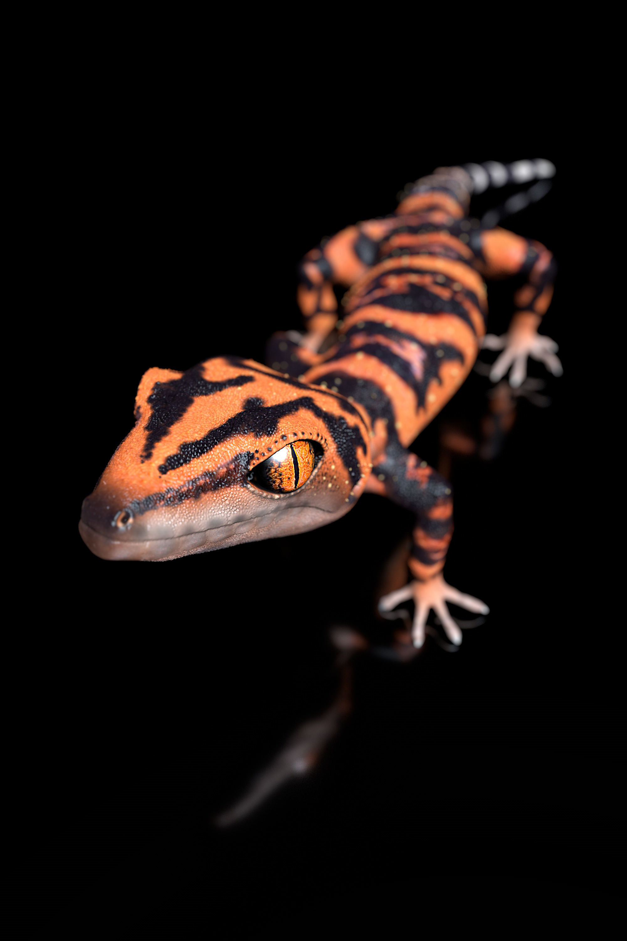 Japanese Cave Gecko - Goniurosaurus orientalis 3D model | CGTrader