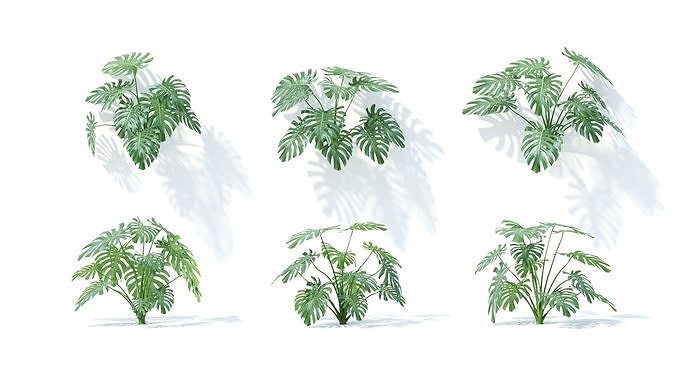 Monstera deliciosa 6 variations 3D model | CGTrader